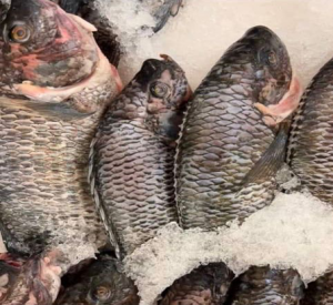 Tilapia Fish (Small) – Butchersmith Stores