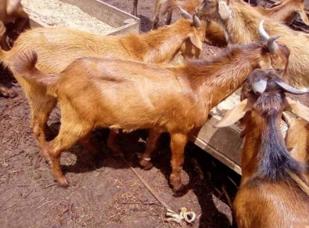 Whole Goat – Butchersmith Stores